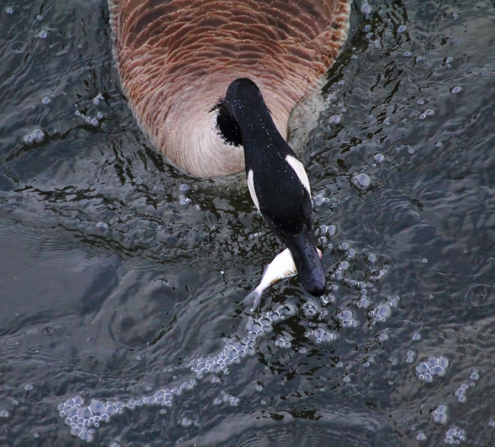 Judge, Jury, and Exhibitioner: Birds of Iowa: Fish in a Barrel