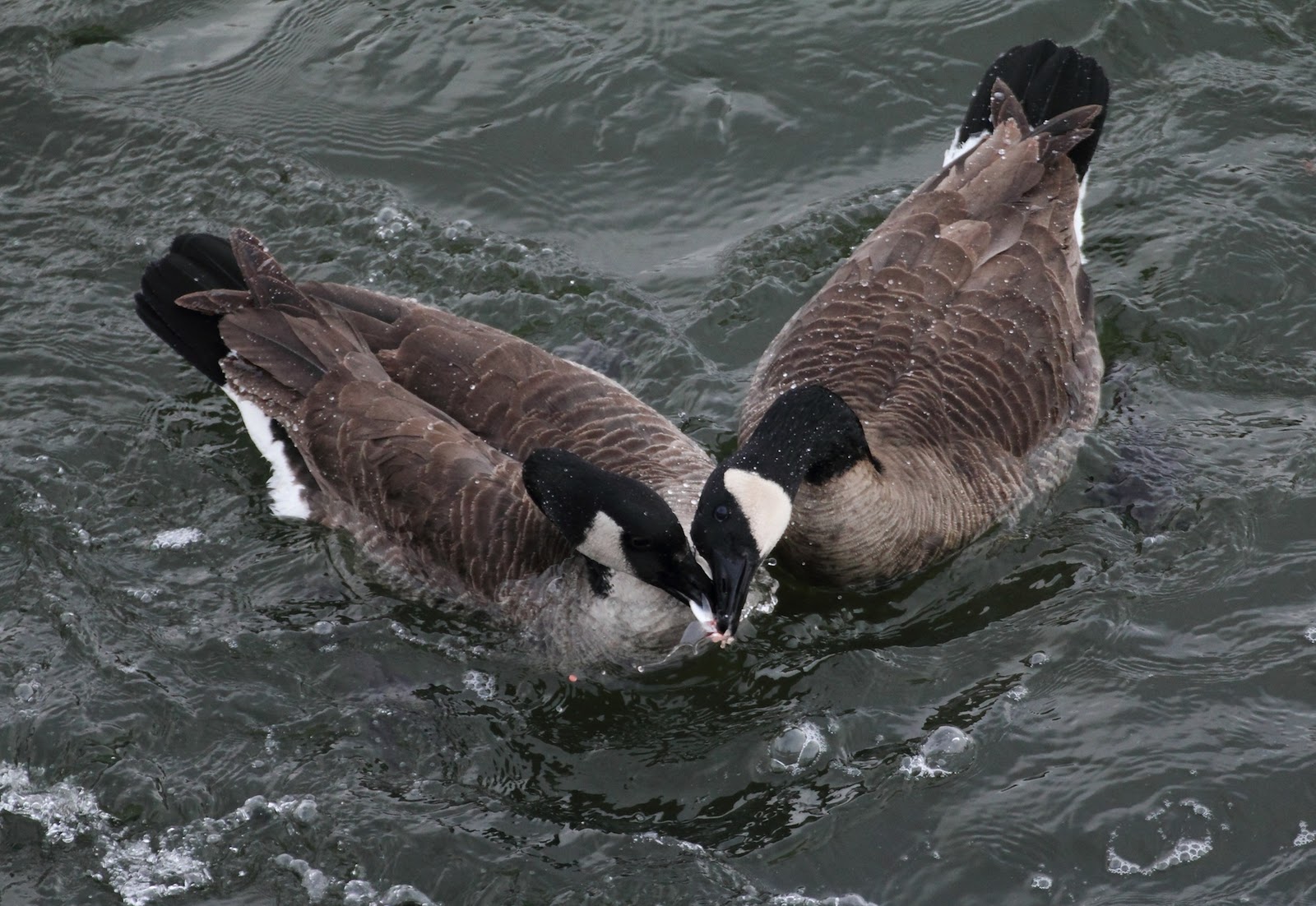 Judge, Jury, and Exhibitioner: Birds of Iowa: Fish in a Barrel