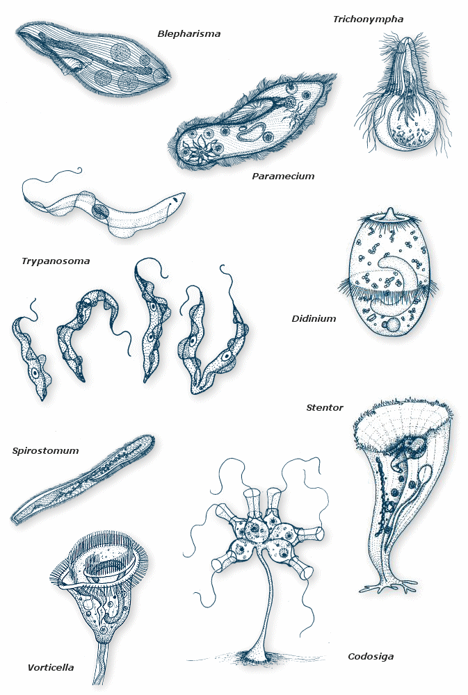 Microbiología - Professor JC: Protistas