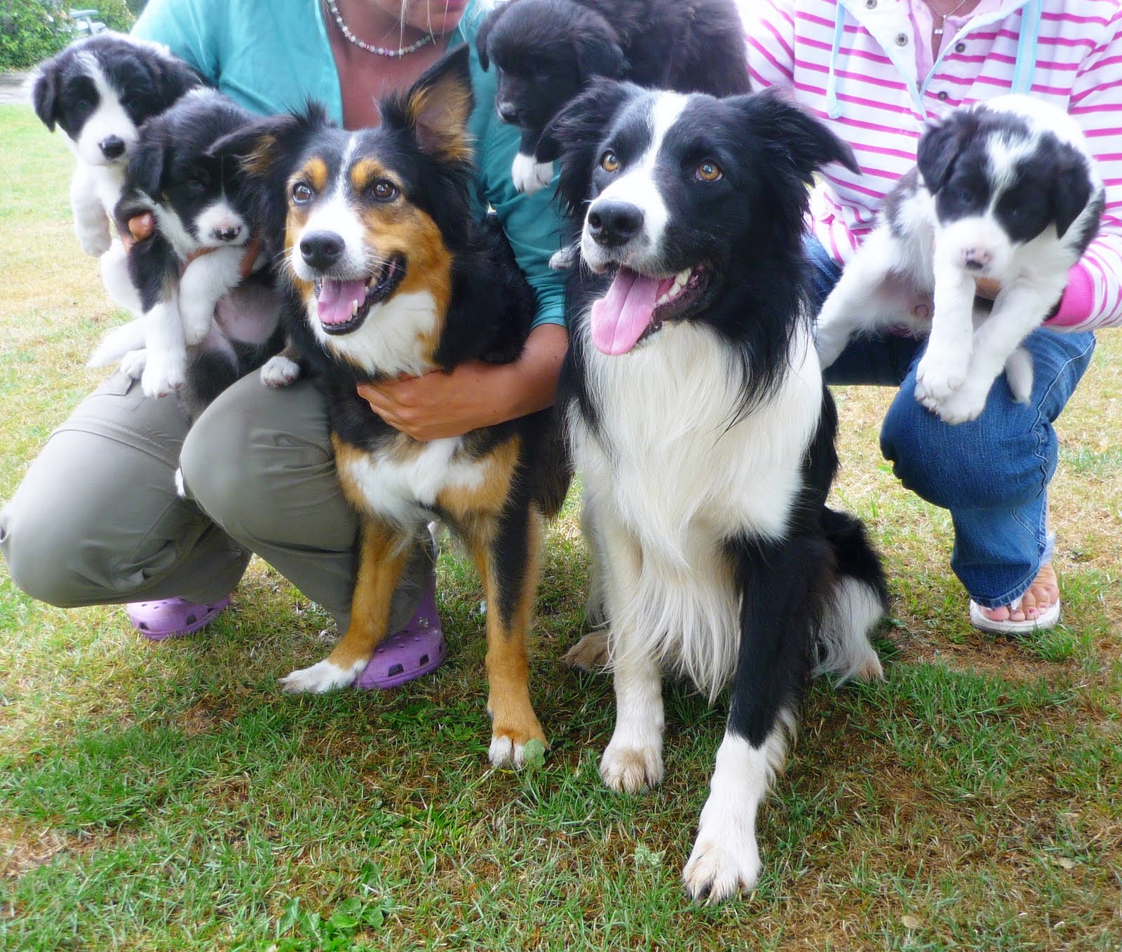 Devongem Border Collies: Reef & Clover Pups - 5 weeks 3 days old