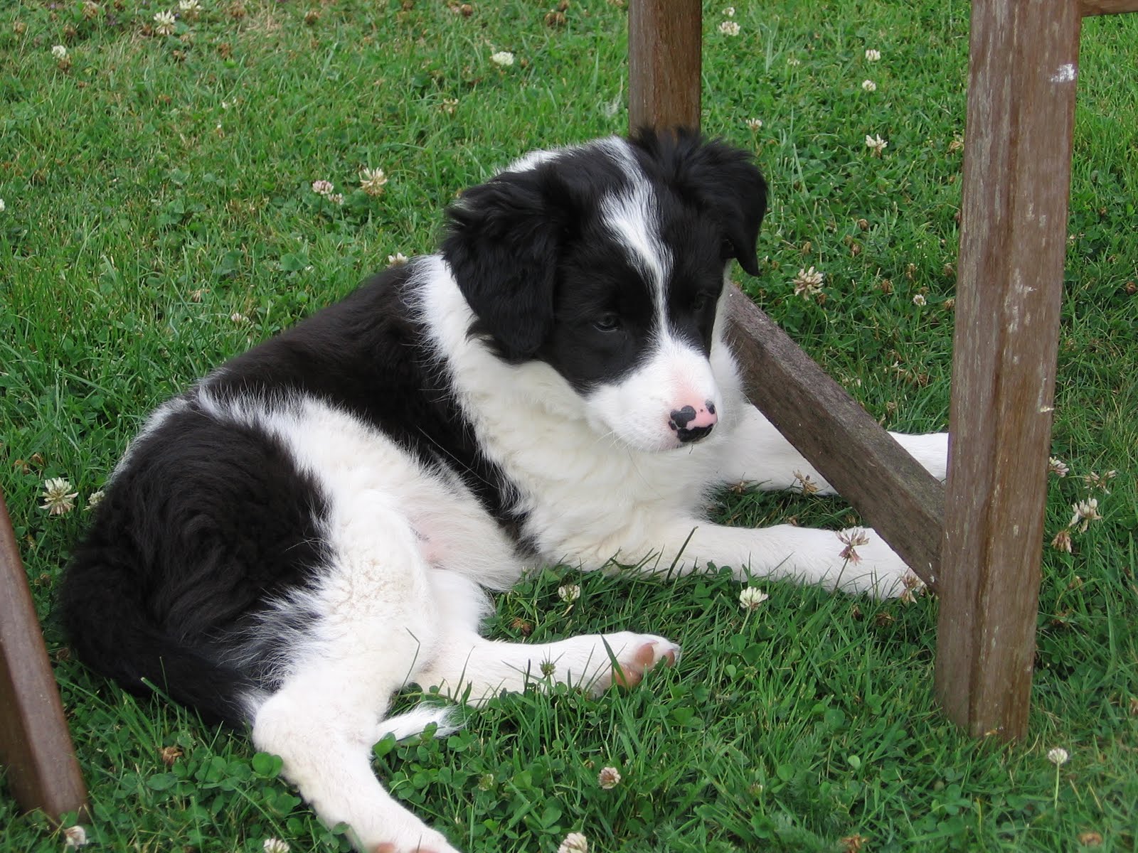 Devongem Border Collies: Clover & Reef pups have left home!