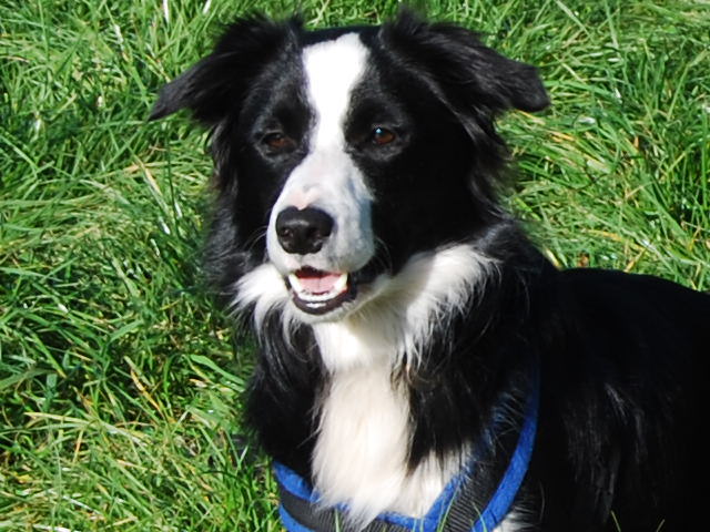 Devongem Border Collies: Gorgeous puppies - or am I biased?