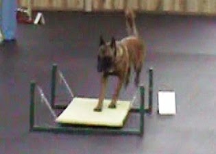 Dog Gone Happy: Today's UKC Agility Show