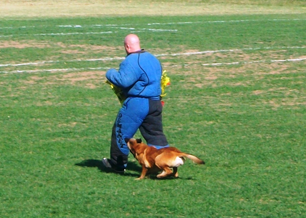 Dog Gone Happy: PSA National Competition