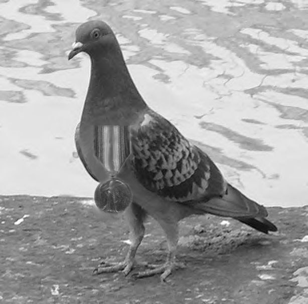 Frank Fearless Free: Pigeon War Hero Remembered