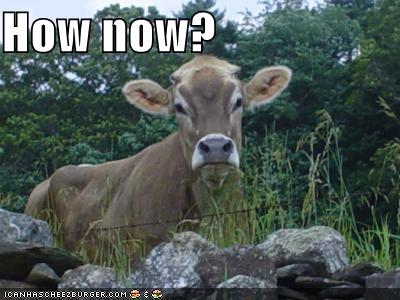 Sixteen Months in Dominica: Adventures in Diet Coke and a Battle of the ...