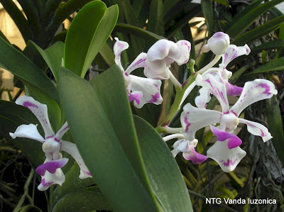 LIKAS HALAMANAN ...mga munimuni at larawan ng Philippine orchid species ...