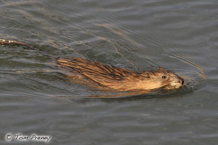 Tom Preney's Blog: Muskrat Behaviour