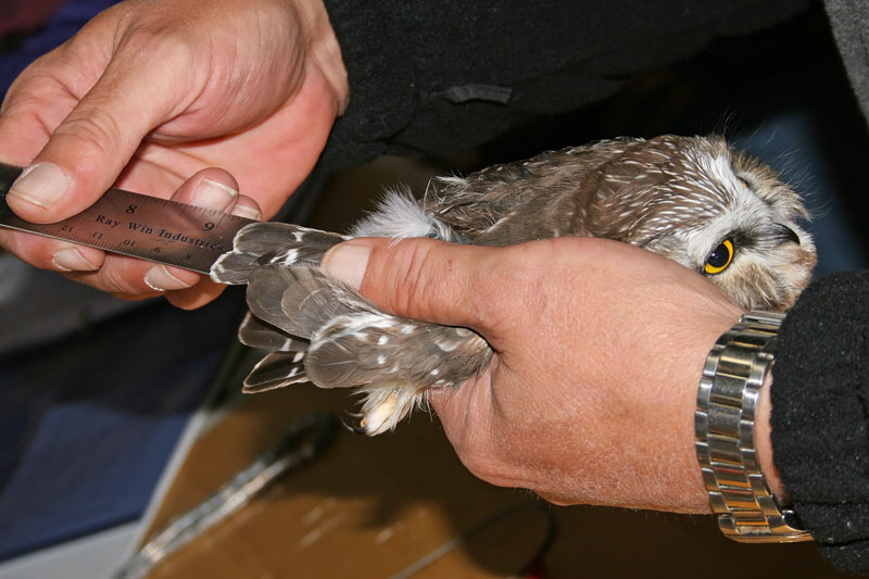 Tom Preney's Blog: Saw-whet Owl Banding