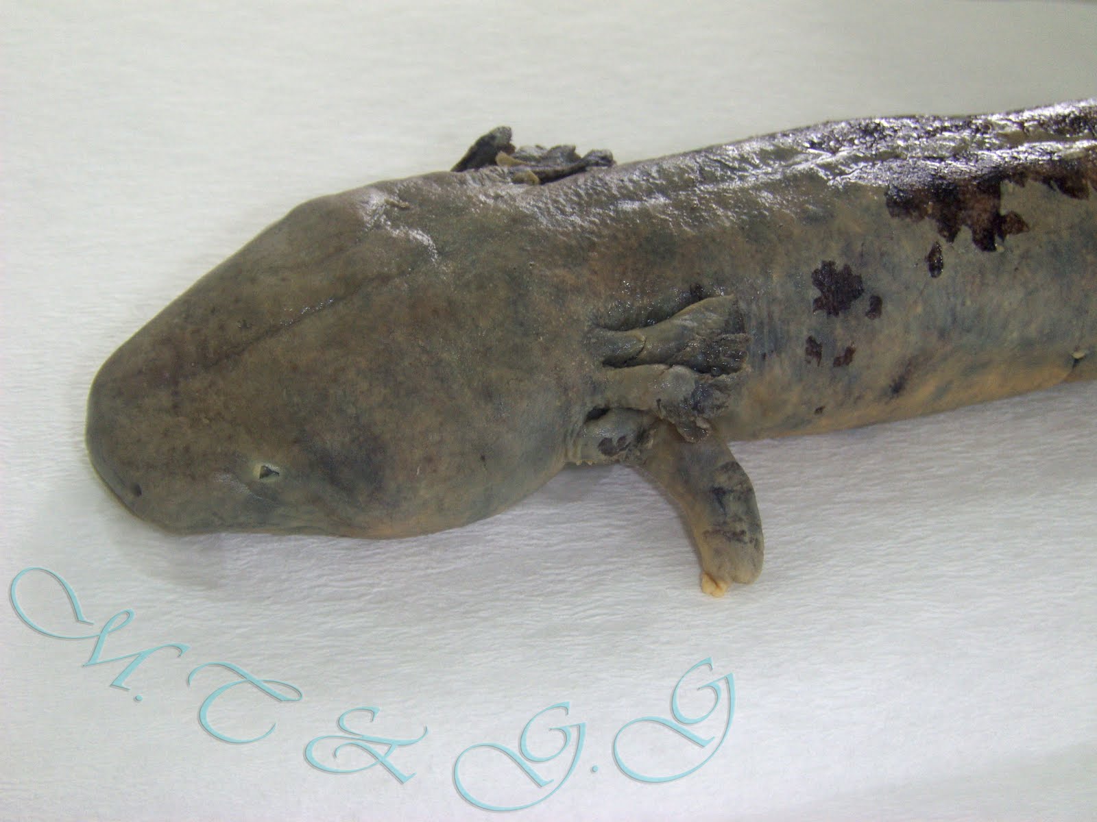 ANADOLU BİYOLOJİ: Omurgalı Hayvanlar Lab. Fotoğrafları / Necturus