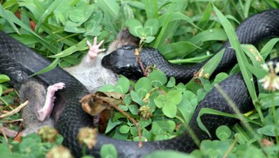 I'm Curious Too: Snakes