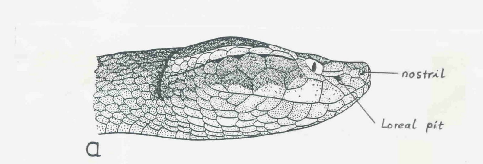 I'm Curious Too: Snakes