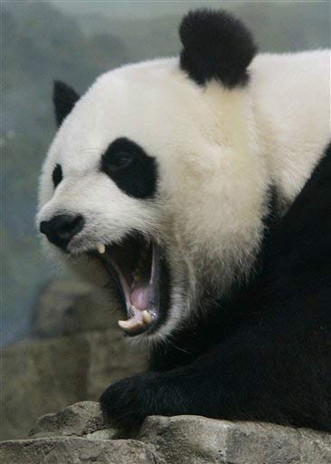 I'm Curious Too: Parody-Pandas Sue WWF for Image Rights.