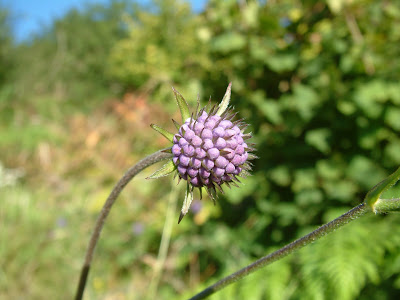 The Native Woods Co-operative (Scotland) Ltd: Devil's bit scabious