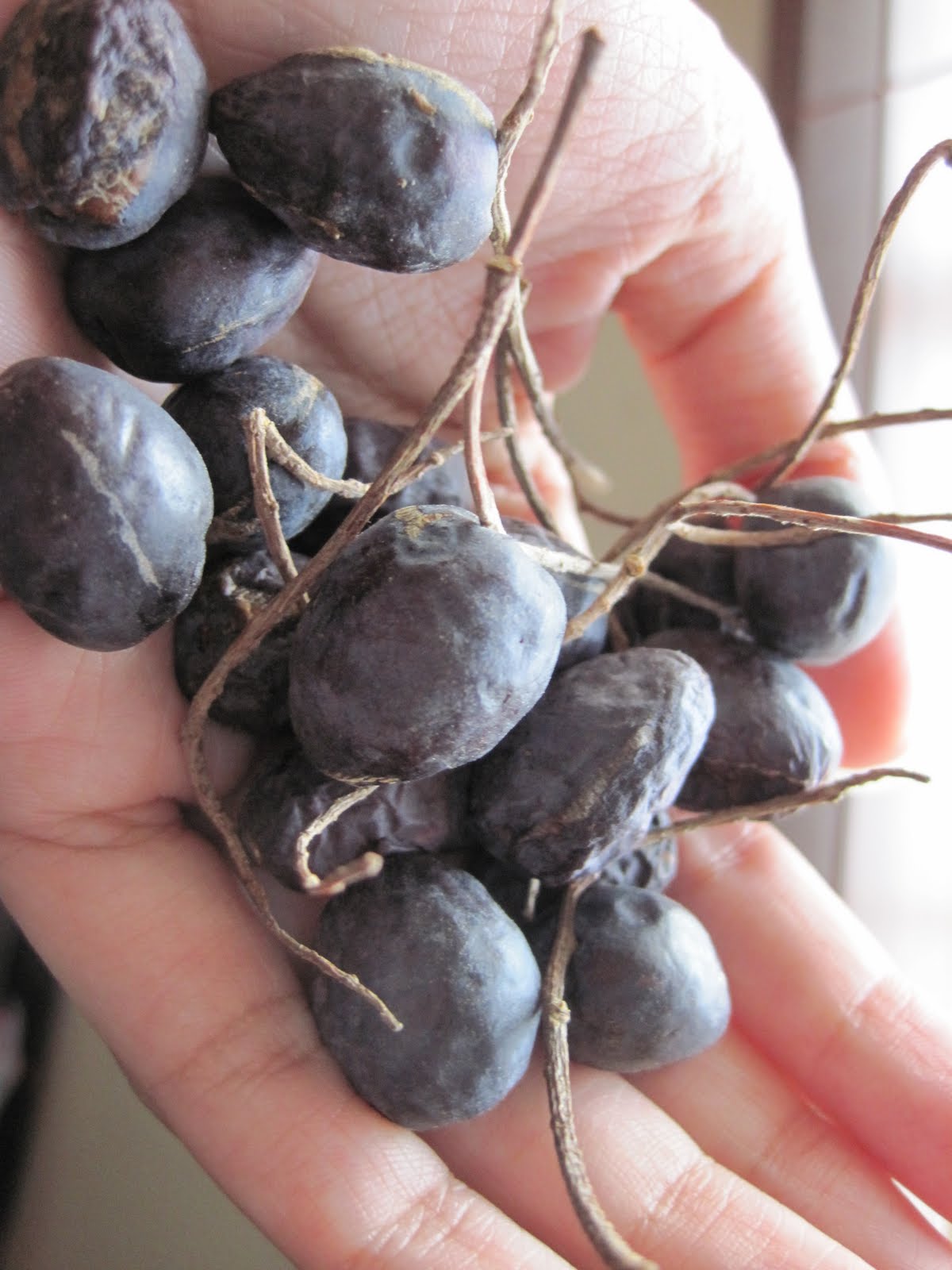 Kalumpit Fruit Health Benefits at Angel Singleton blog