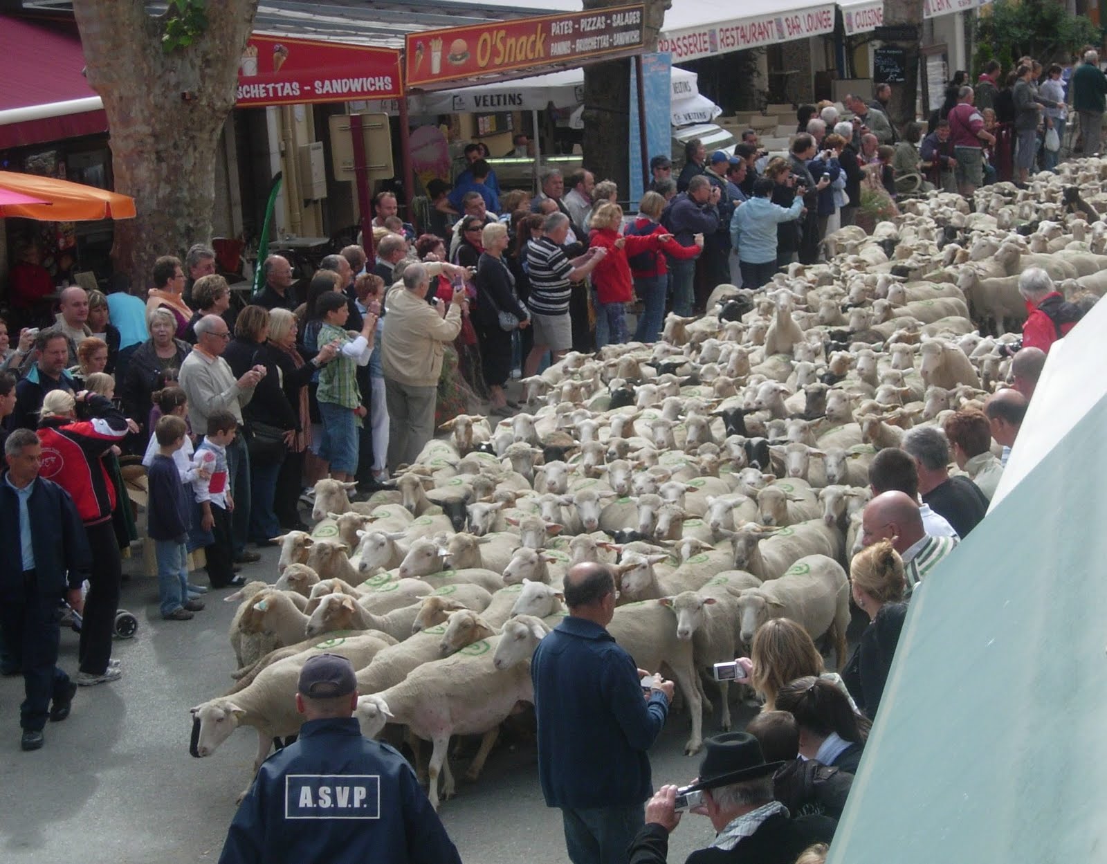 Fragments from France: Transhumance