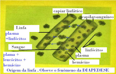 Dr. Deo de Freitas: O QUE É LINFA ? ONDE SE ORIGINA A LINFA