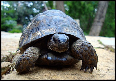 .: Lebanese Tortoise