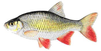 Pasiunea Pescuitului: Specii de pesti