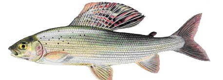 Pasiunea Pescuitului: Specii de pesti