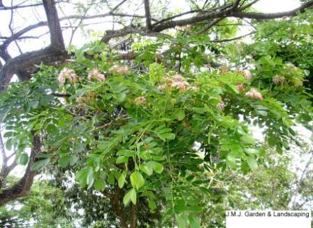 J.M.J. Landscaping: Pokok hujan-hujan, Pukul Lima or Rain Tree