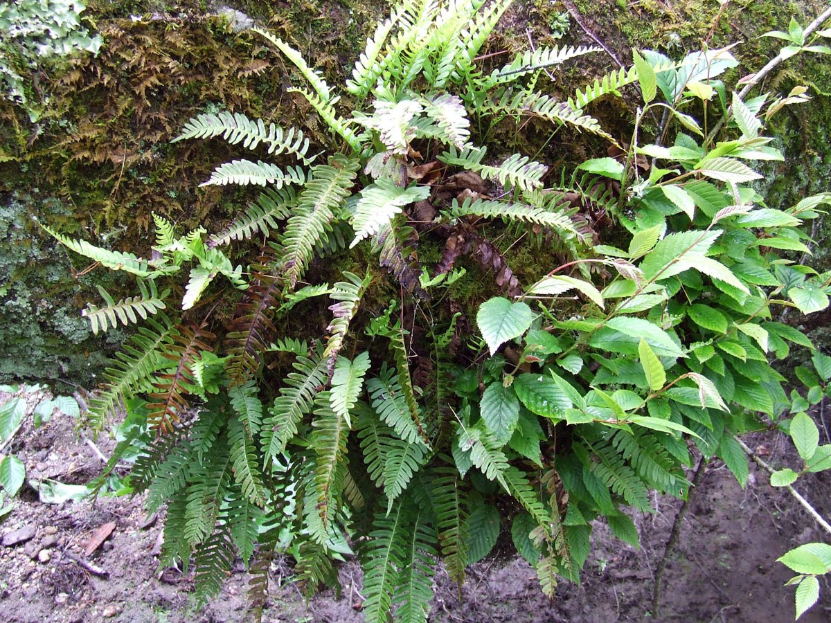 MST ~ Mountains to Sea Trail Watauga County: Big Push Second Day