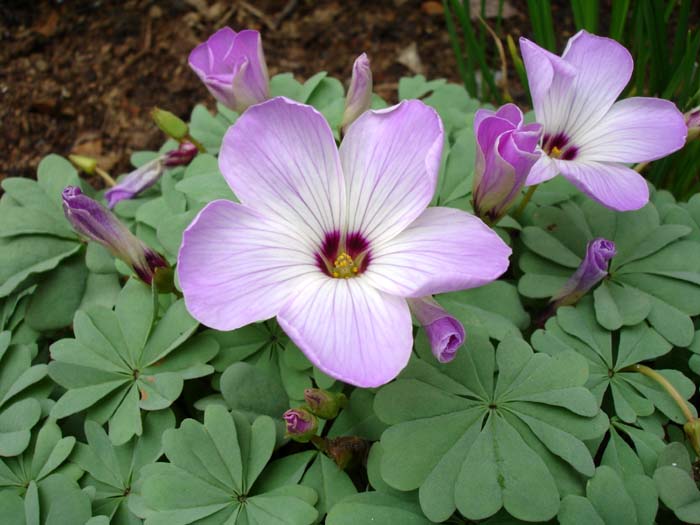 Tankar om och från min trädgård.: Taggiga rotskott.