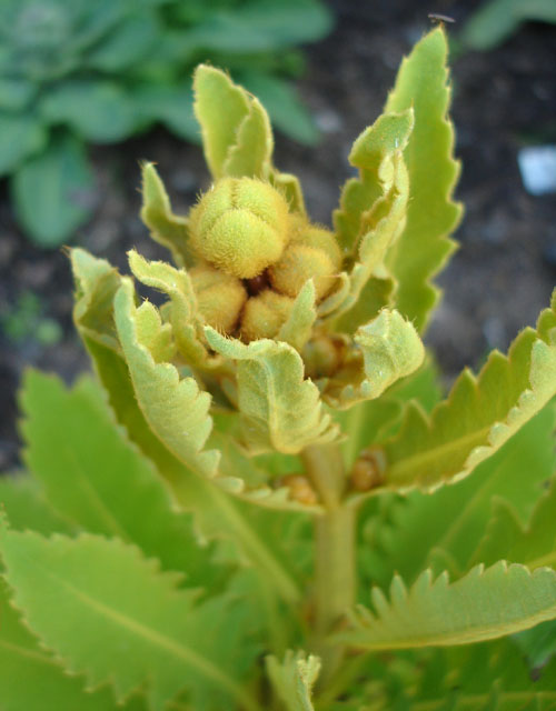 Tankar om och från min trädgård.: Bergvallmosläktet – Meconopsis.
