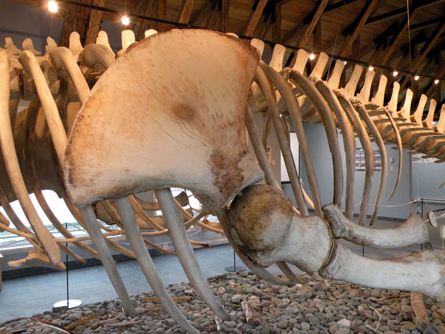 Elfshot: King's Point Whale Pavilion Photos