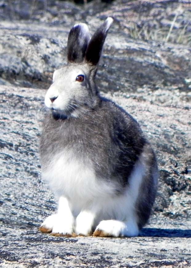 Elfshot: Arctic Hare