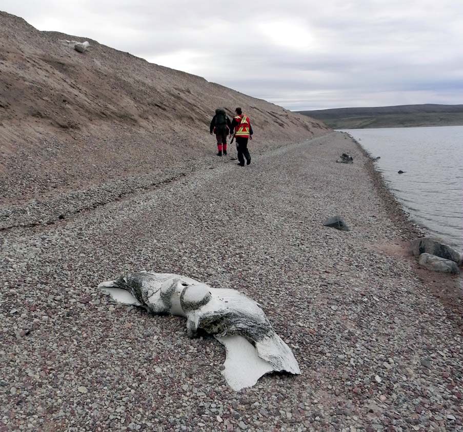 Elfshot: Arctic Animal Skulls