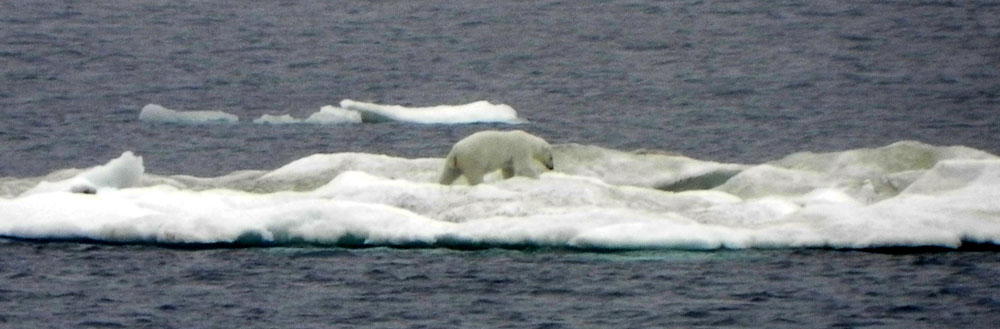 Elfshot: Nanook! Nanook! Polar Bear! Polar Bear!