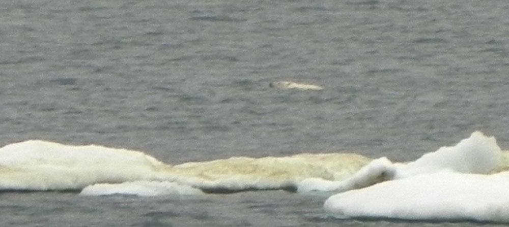 Elfshot: Nanook! Nanook! Polar Bear! Polar Bear!