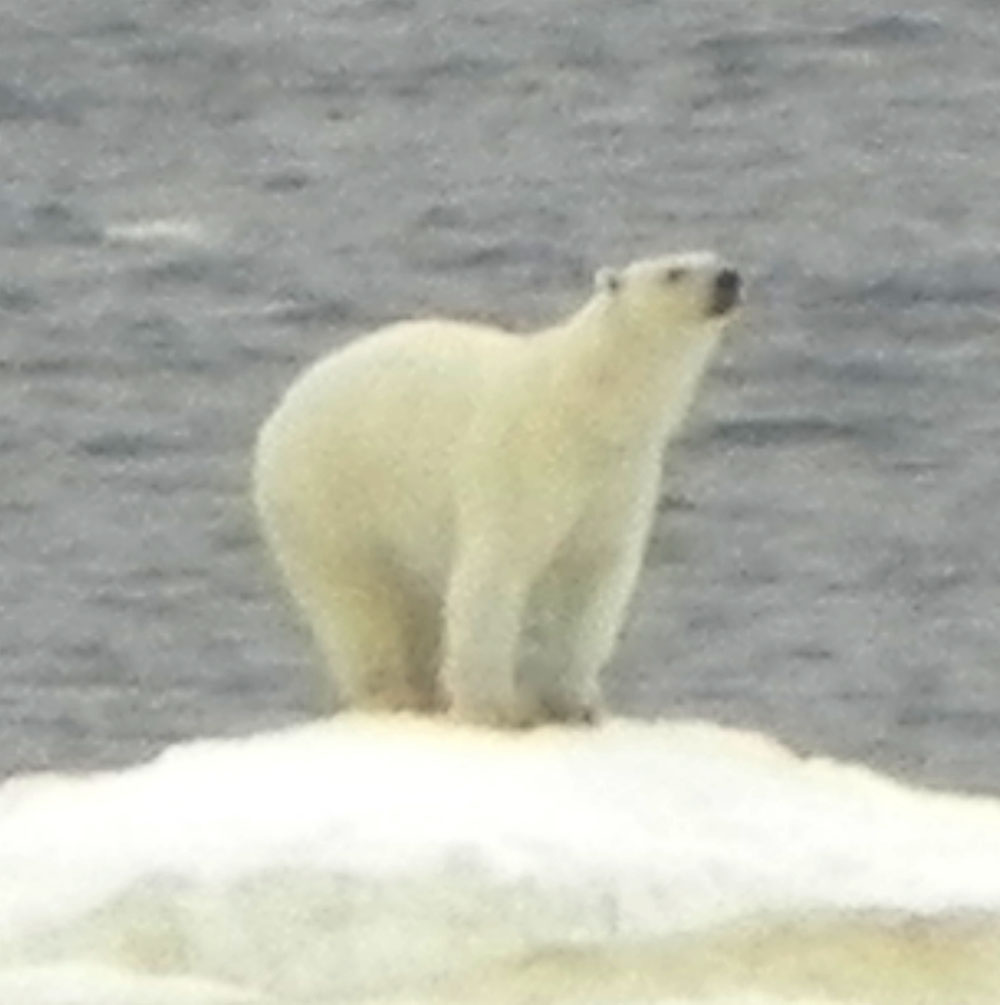 Elfshot: Nanook! Nanook! Polar Bear! Polar Bear!