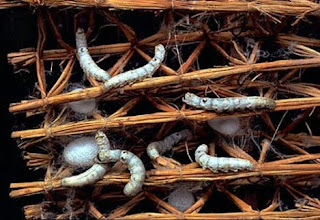 Koleksi Gambar Ulat Sutra | Koleksi Foto dan Gambar