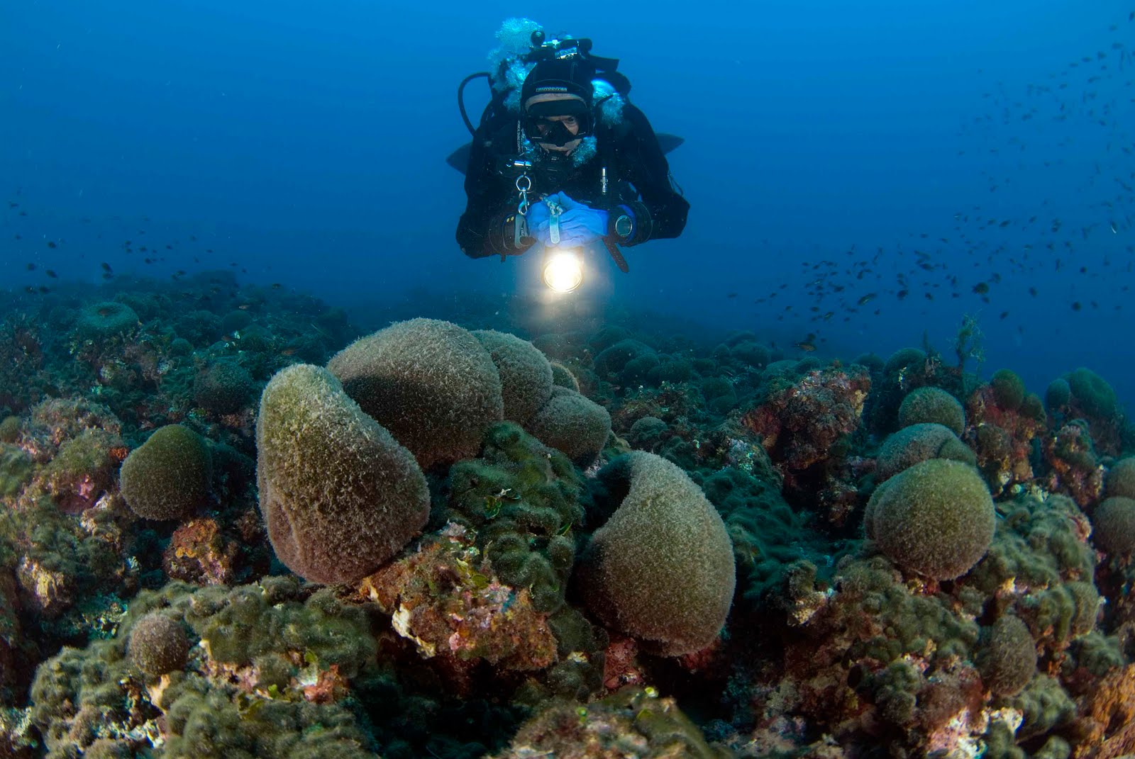 Fondali marini di Ventimiglia - 20MIGLIA.COM