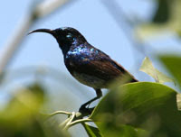 Hedgie's Nature Journal : Farm Talk - Sunny, the Black Sunbird