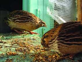 vanzari-prepelite-diverse-rase-si-oua