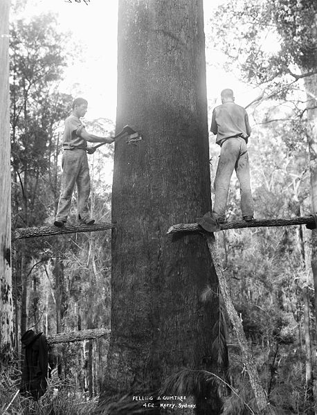 Wood Trekker: Lumberjacks in Australia c. 1900