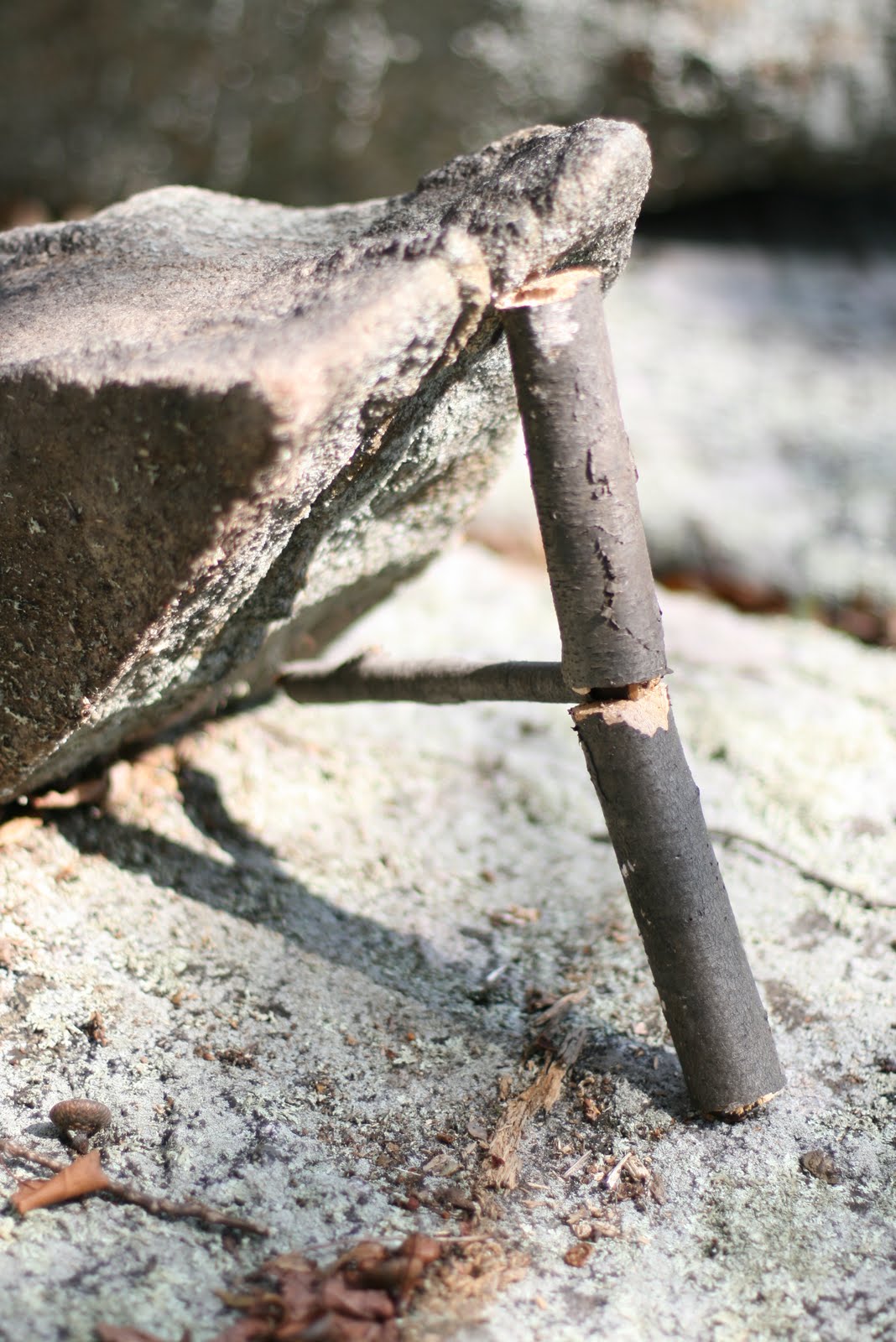 Wood Trekker: Split Stick Deadfall Trap