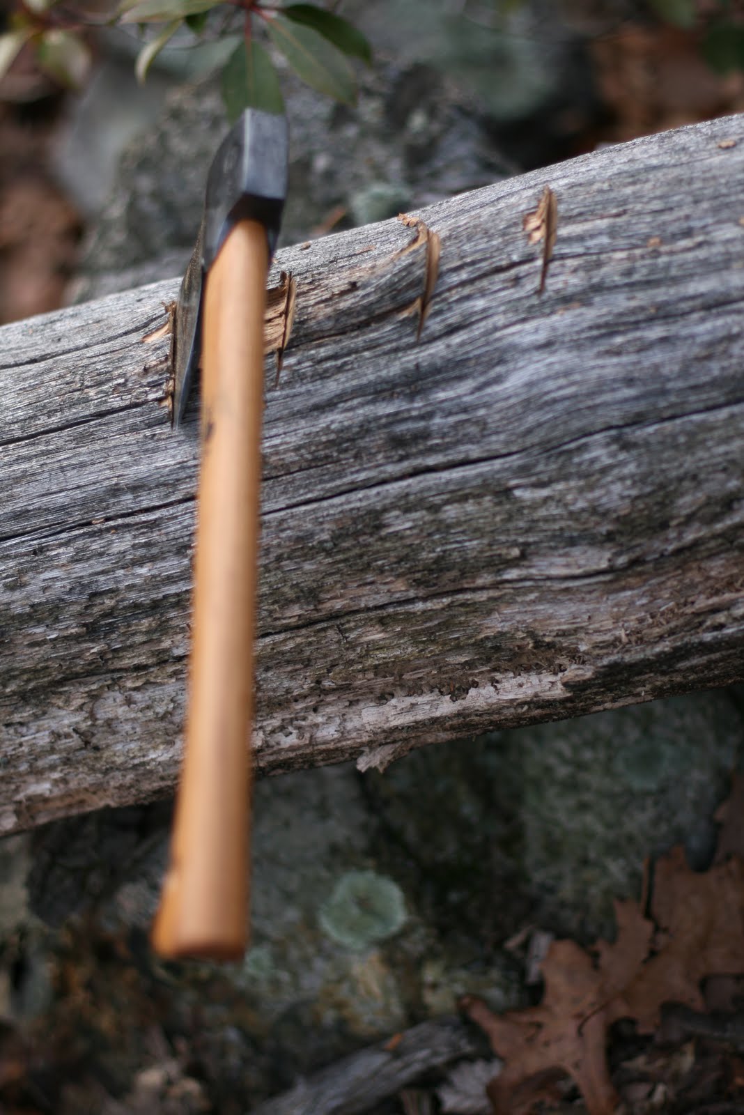 Wood Trekker: Chopping Down a Big Tree With a Small Axe