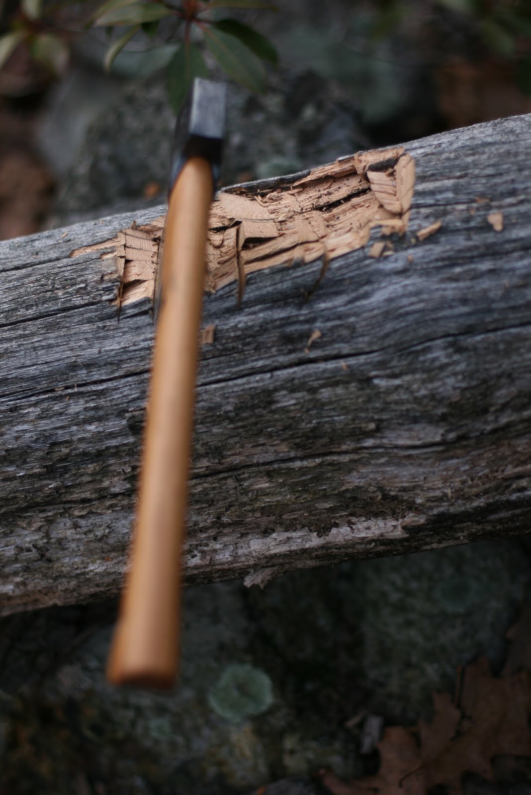 Wood Trekker: Chopping Down a Big Tree With a Small Axe