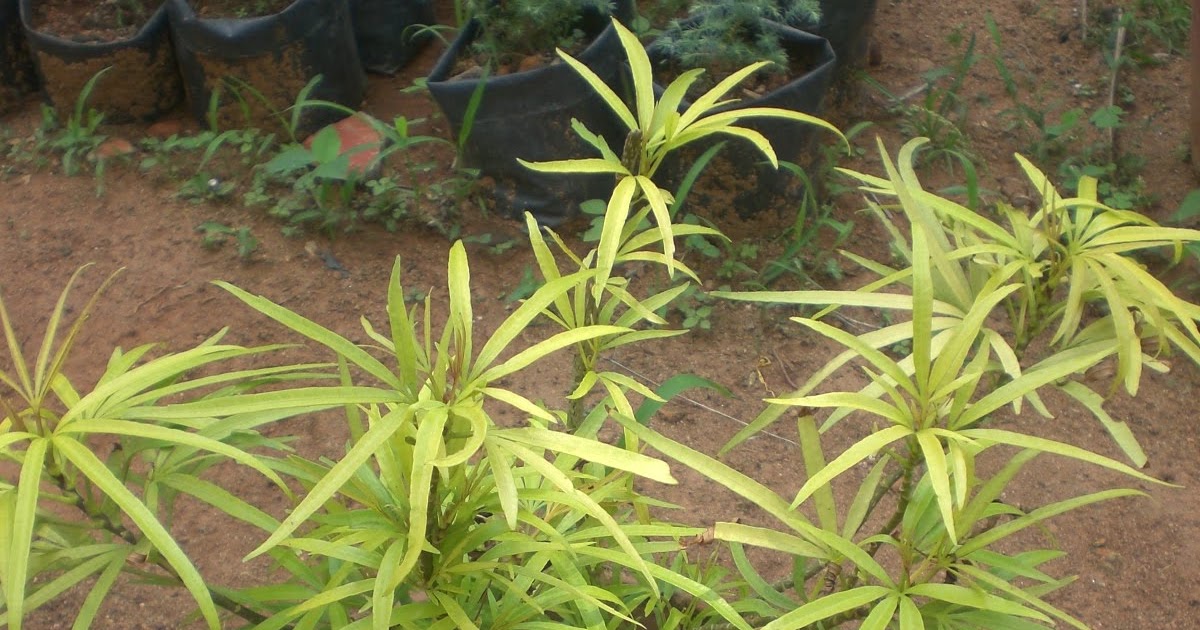 Crotons World: Aralia Golden Finger