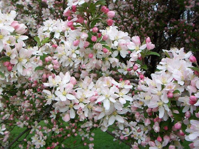 GirlzDecorate: Blooming Tree in May