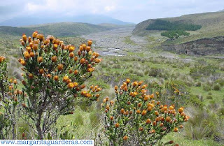el corazon de ecuador: arbol nacional