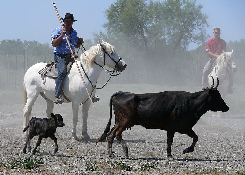 The Appeal of the Camargue - Wildlife, the Knight's Templar & the Wild ...