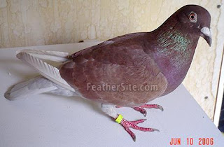 Mary's Diary: Homing Pigeons