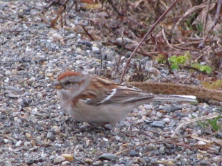 Circling the Smiling Pond: Tree Sparrow with a white tail feather