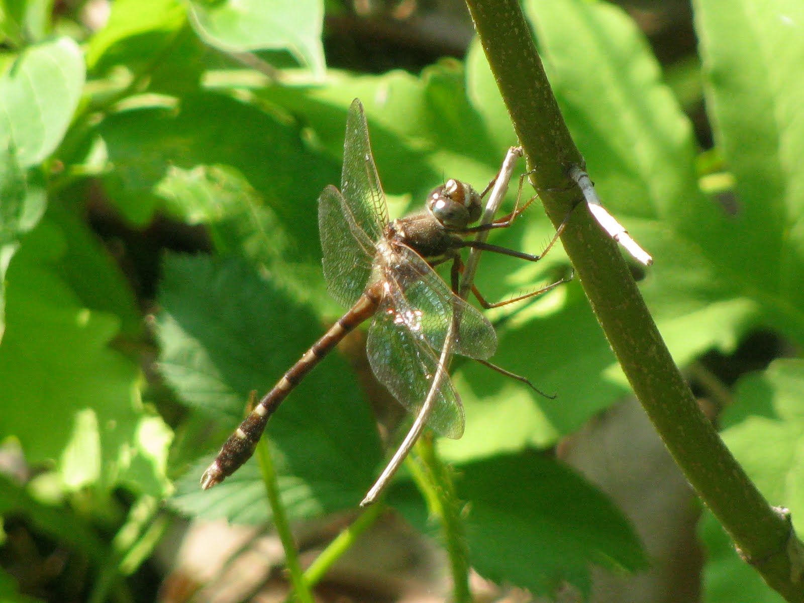 Circling the Smiling Pond: Snapping Turtles and Dragonflies