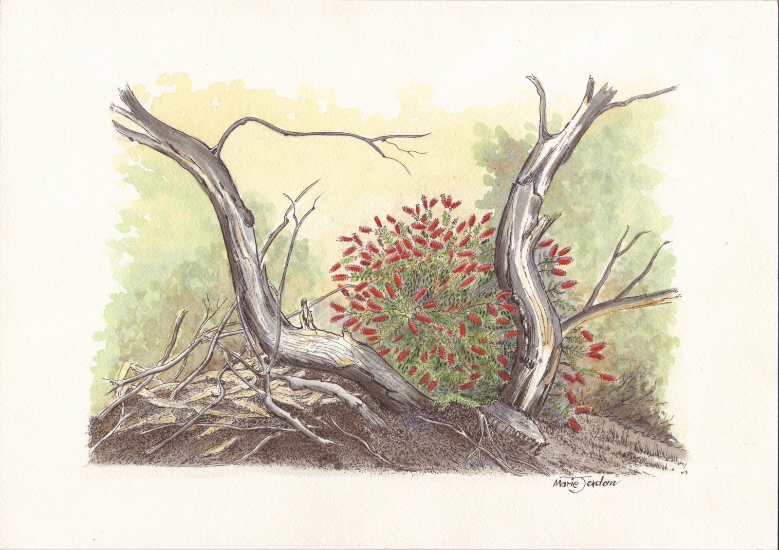 Australian Bush Paintings from Photos: Bush Scene